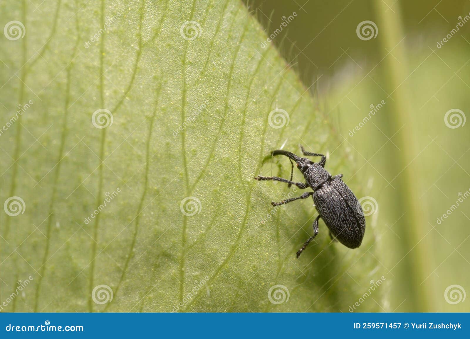 Weevil Eating Green Leaf in a Forest Stock Image - Image of insects ...