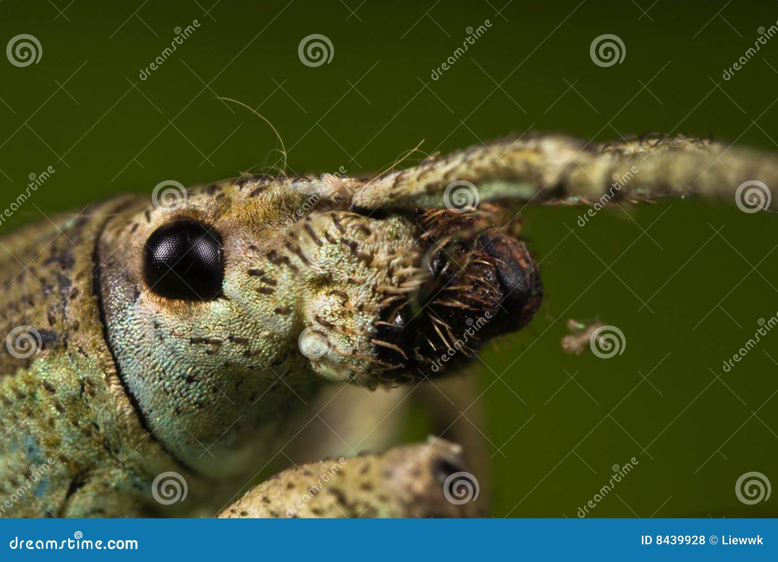 Weevil Face Closeup stock photo. Image of face, garden - 8439928