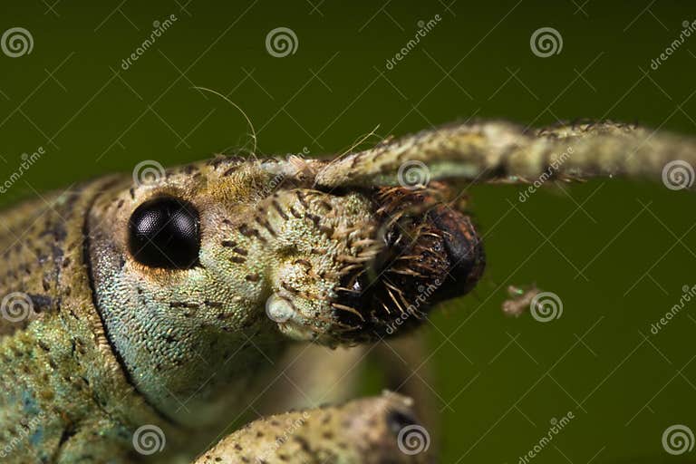 Weevil Face Closeup stock photo. Image of face, garden - 8439928
