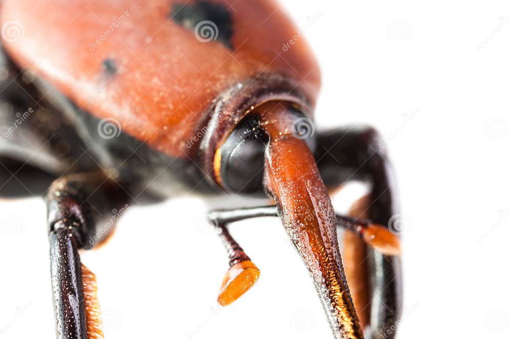 Weevil face stock image. Image of plague, insect, dryophthoridae - 39571859