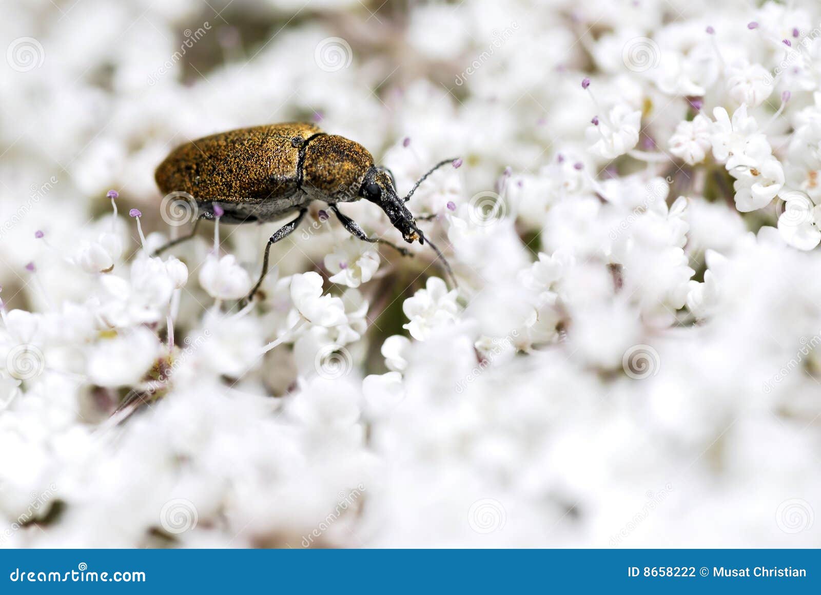 Weevil on flower stock photo. Image of antenna, white - 8658222