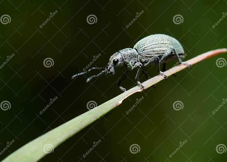 Weevil of the Genus Polydrusus Stock Photo - Image of animal, animals ...