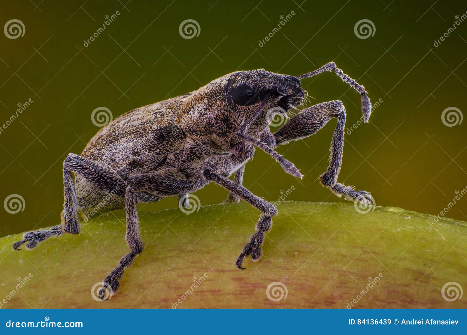 Weevil on the grass macro stock image. Image of grain - 84136439