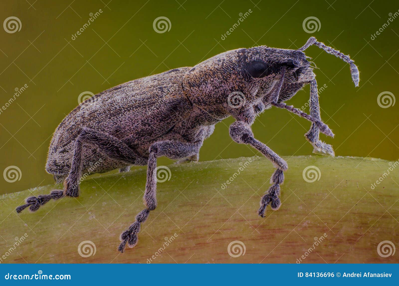 Weevil on the grass macro stock photo. Image of arthropod - 84136696