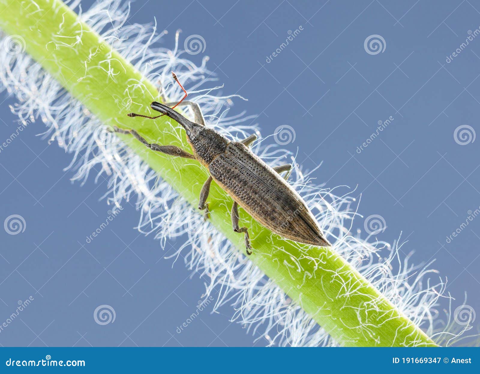 Weevil on green grass stock image. Image of green, small - 191669347