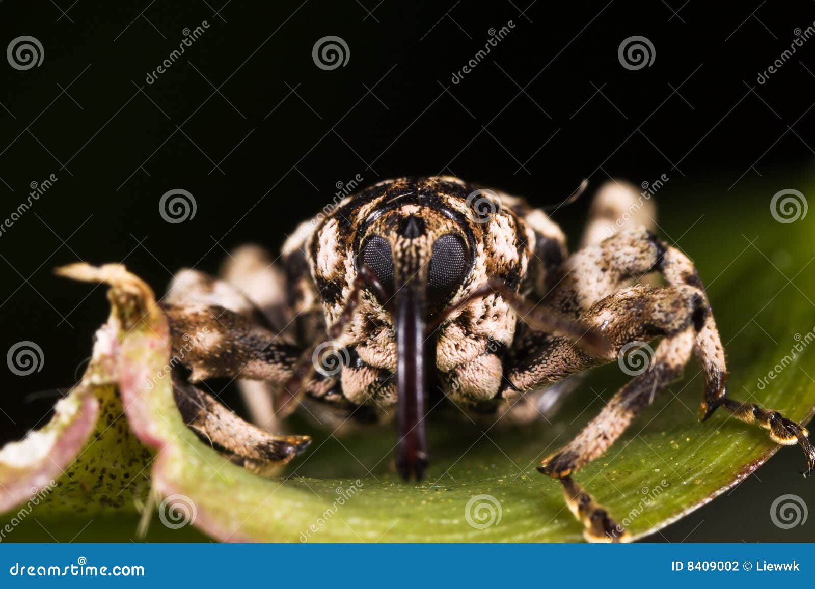 Weevil on Green Leaf Face View Stock Photo - Image of snout, wild: 8409002