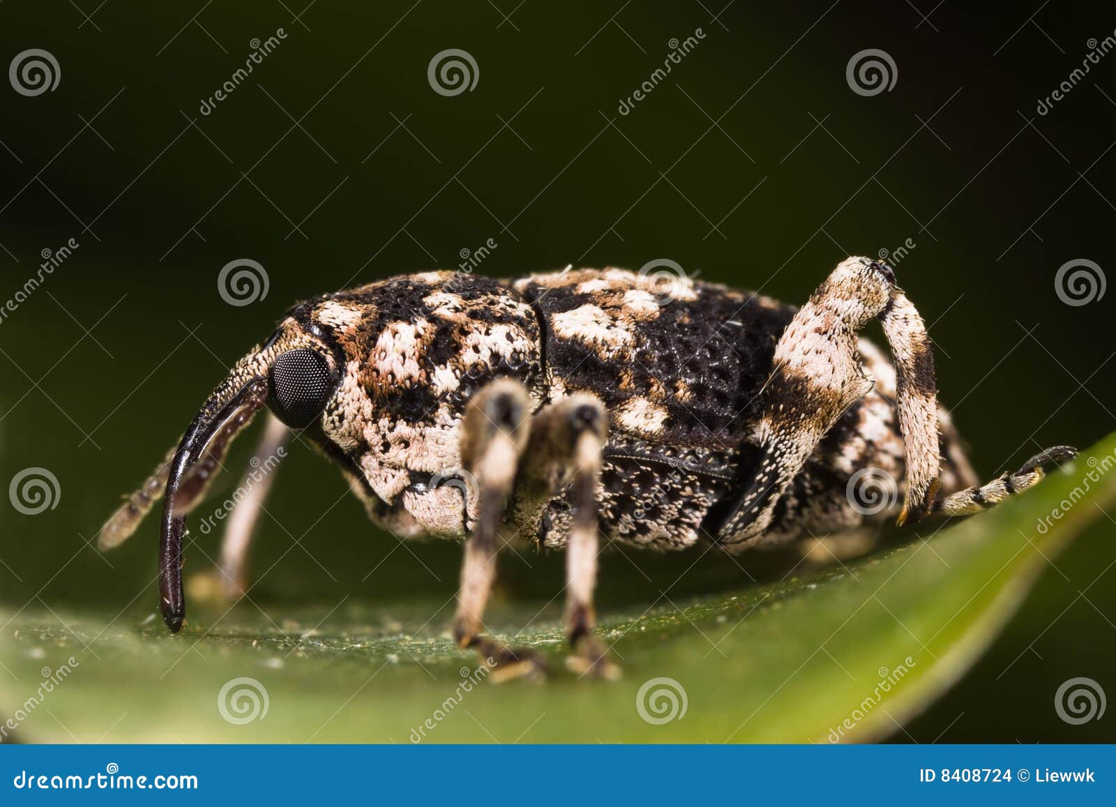 Weevil on Green Leaf Side View Stock Photo - Image of curculionoidea ...