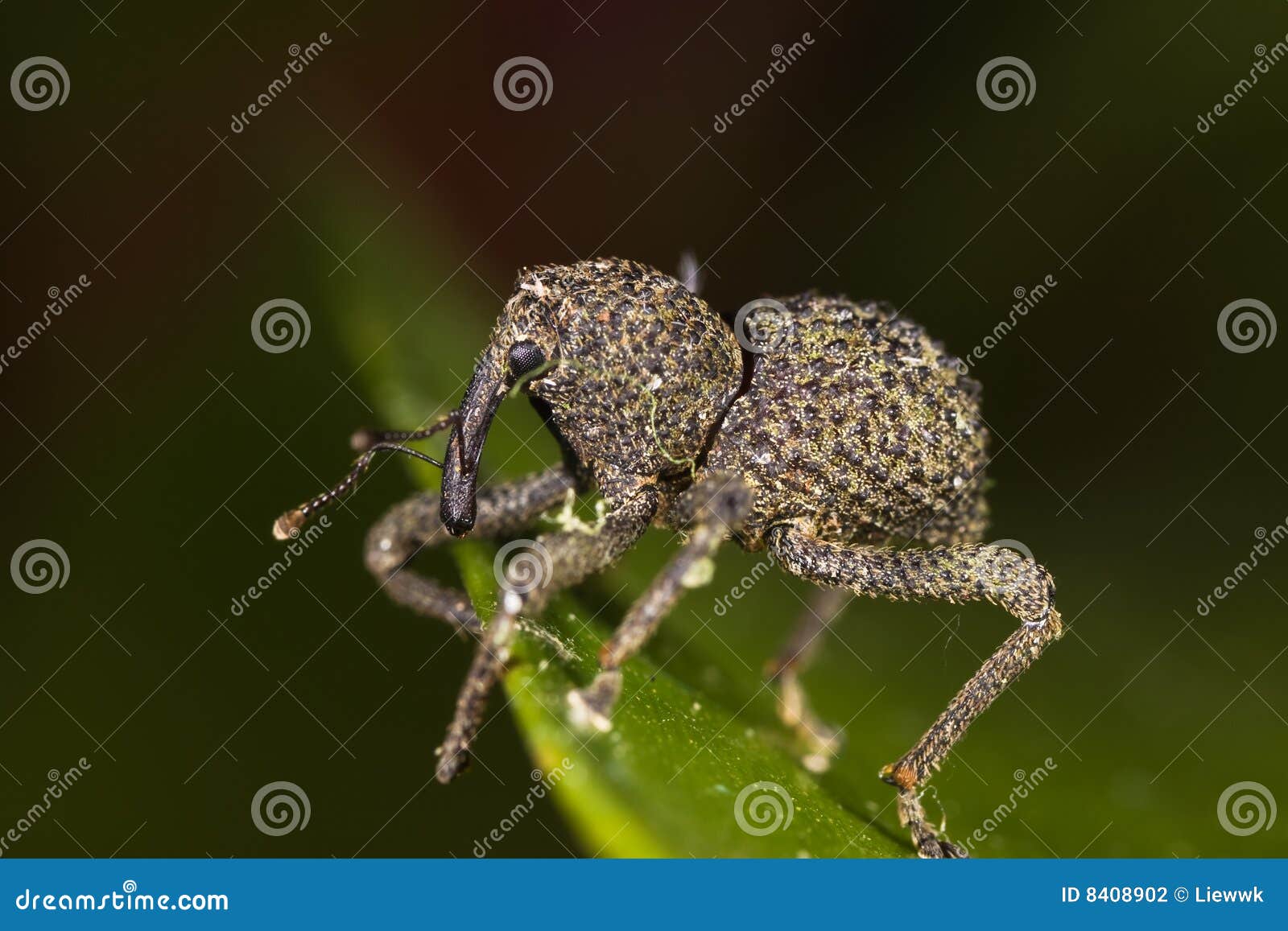 Weevil on Green Leaf Side View Stock Photo - Image of closeup, animal ...