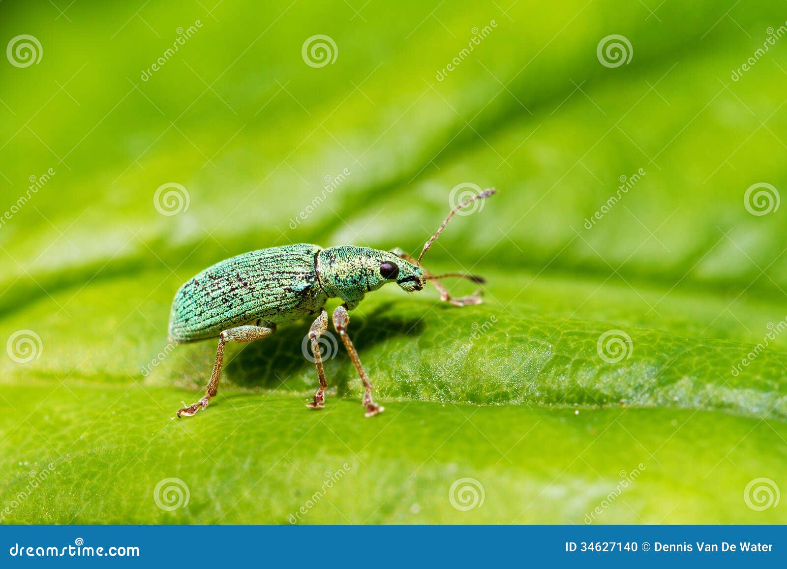Weevil on green stock photo. Image of colored, biology - 34627140