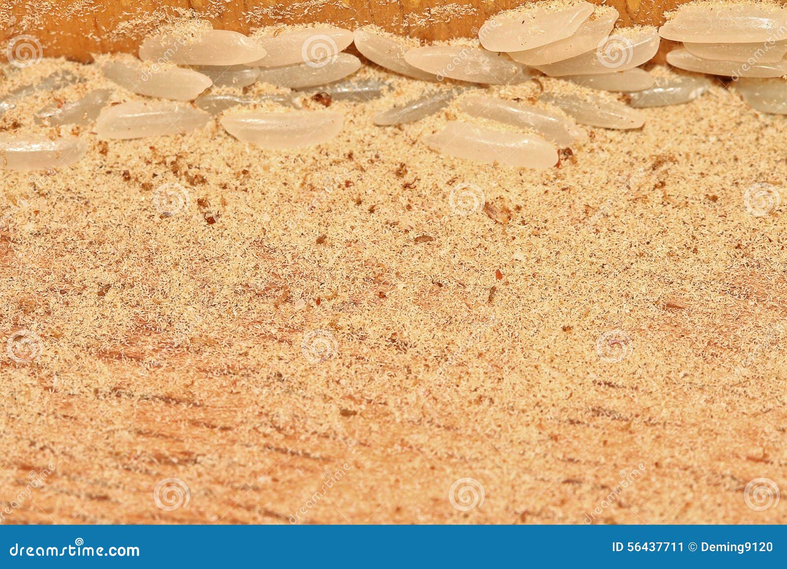 Rice weevils stock image. Image of infestation, close - 56437711