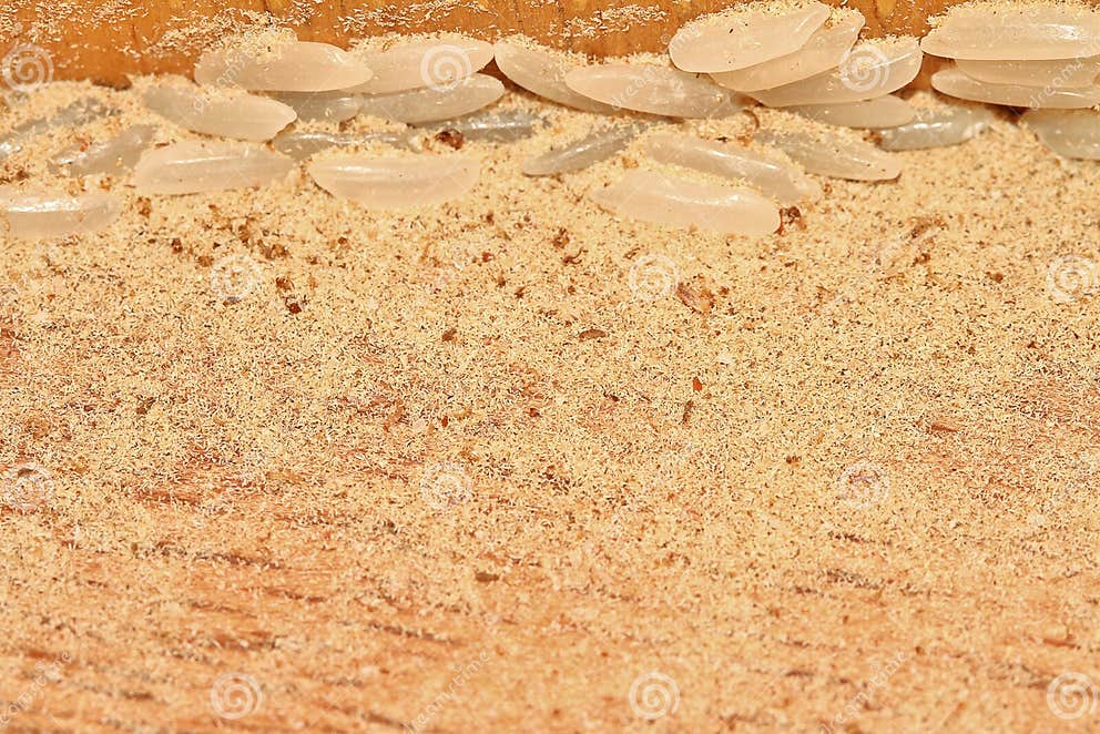 Rice weevils stock image. Image of infestation, close - 56437711