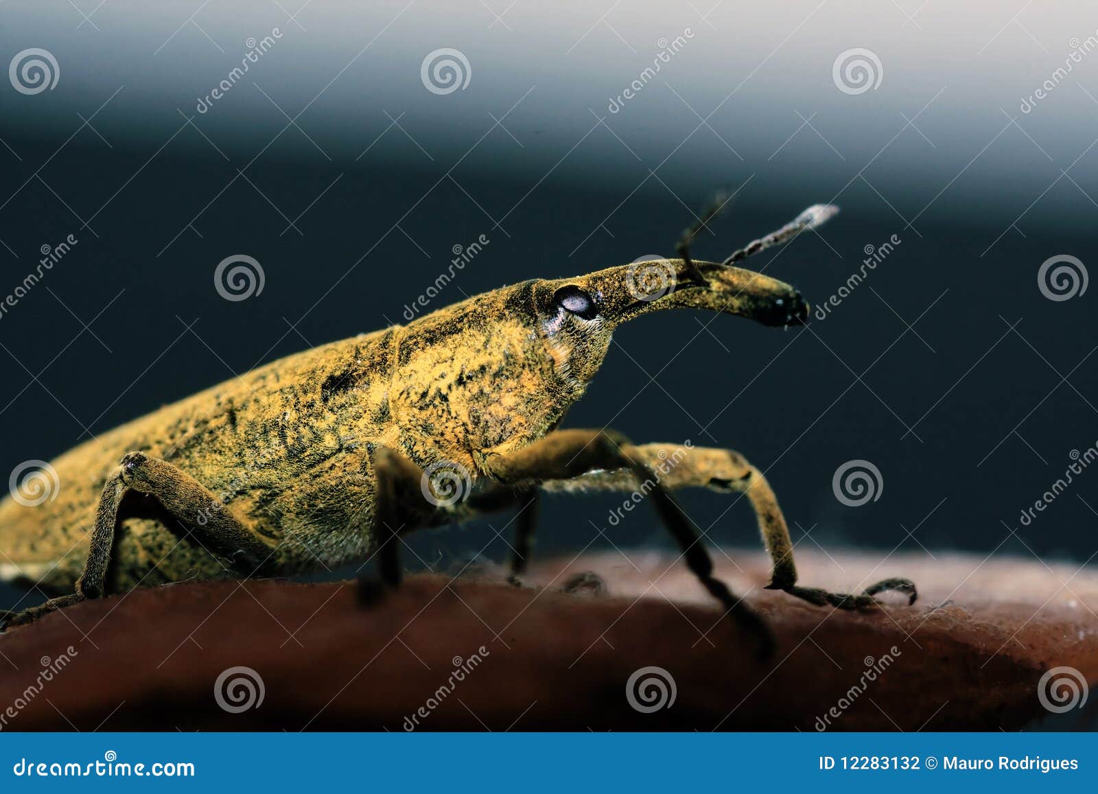 Weevil insect stock photo. Image of cute, weevil, color - 12283132