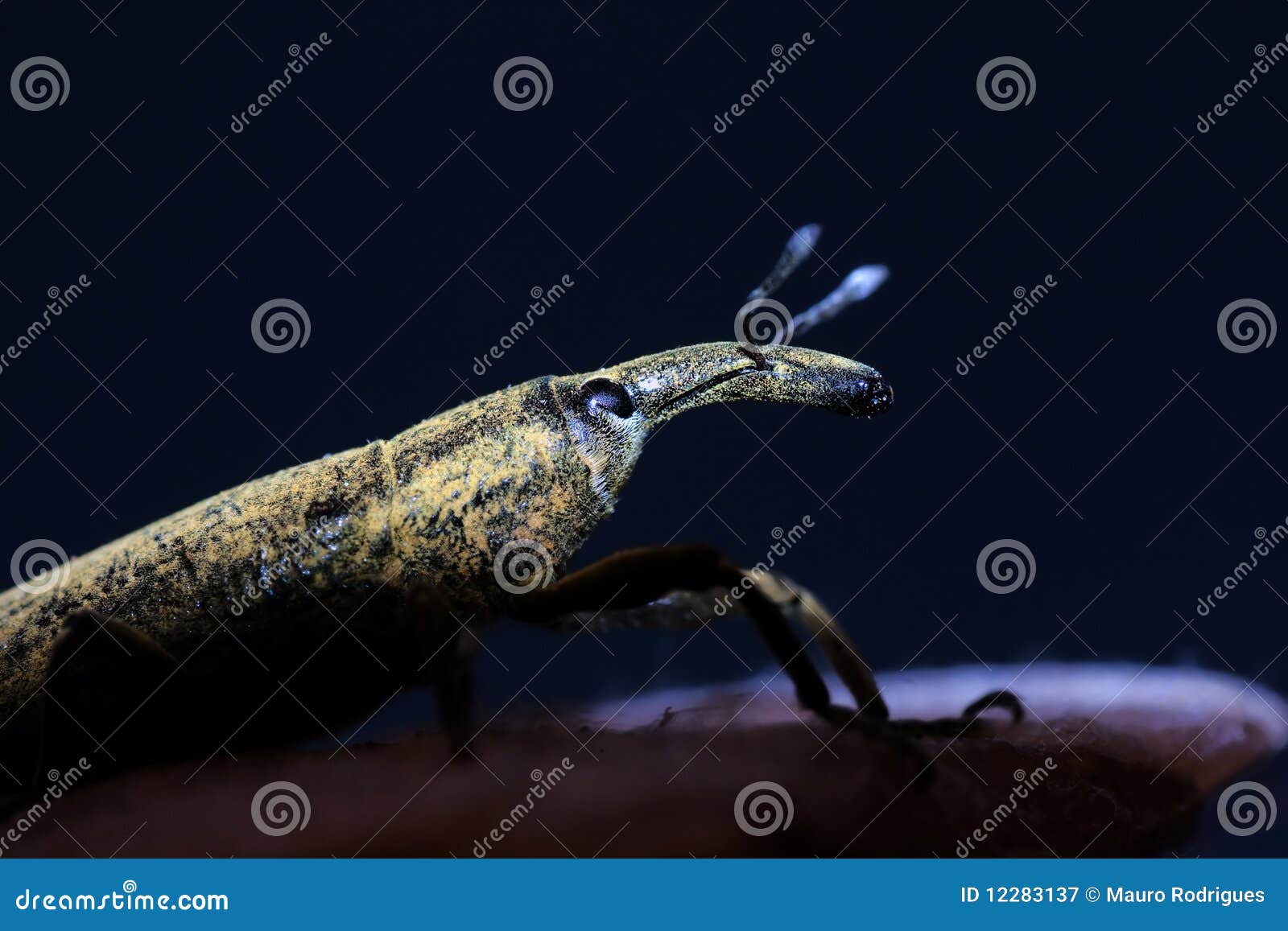 Weevil insect stock image. Image of fauna, yellow, alone - 12283137