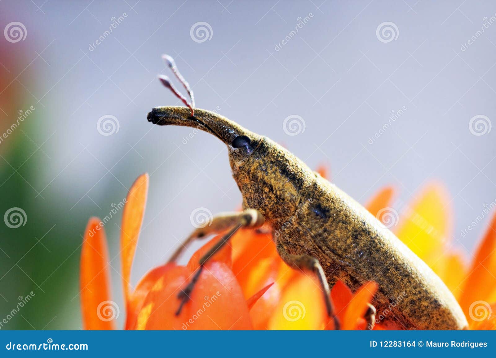 Weevil insect stock photo. Image of beetle, weevil, lixus - 12283164