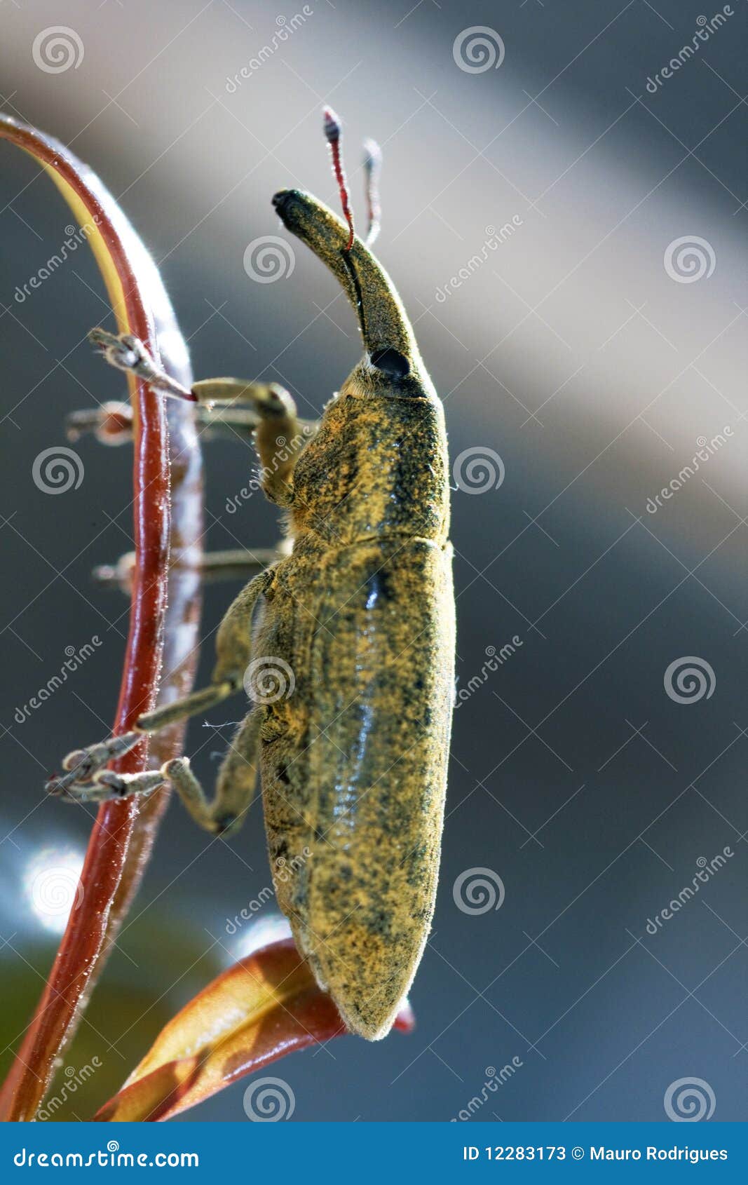 Weevil insect stock image. Image of leaf, garden, angustatus - 12283173