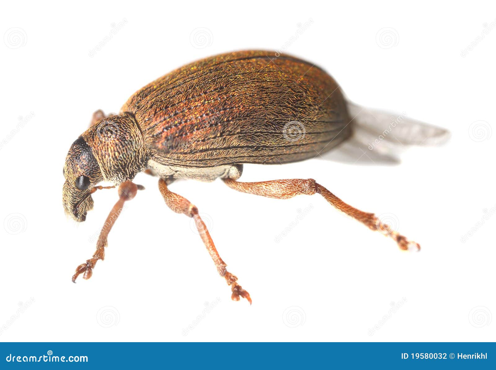 Weevil Isolated on White Background Stock Photo - Image of isolation ...