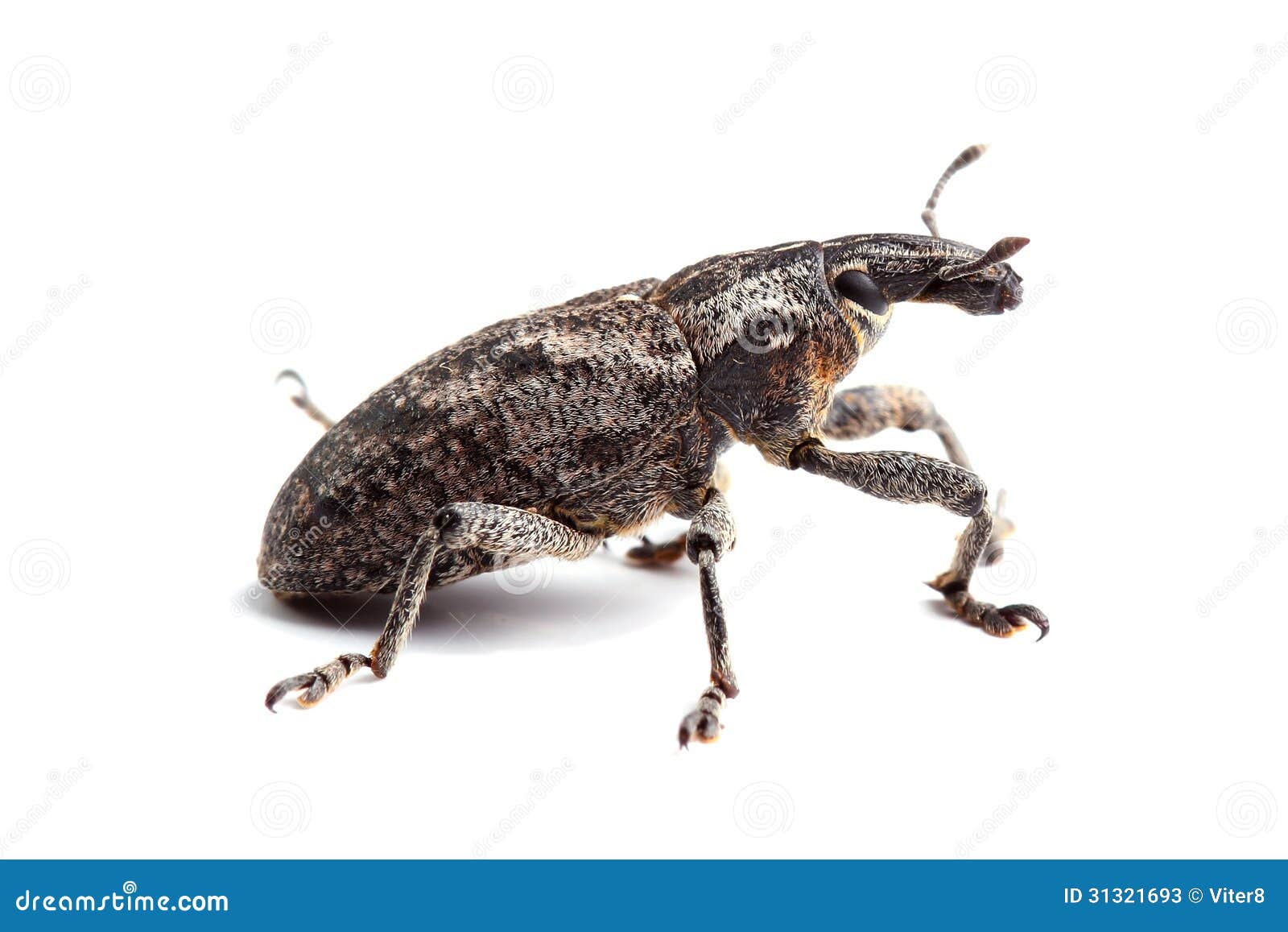 Weevil isolated on white stock image. Image of insects - 31321693
