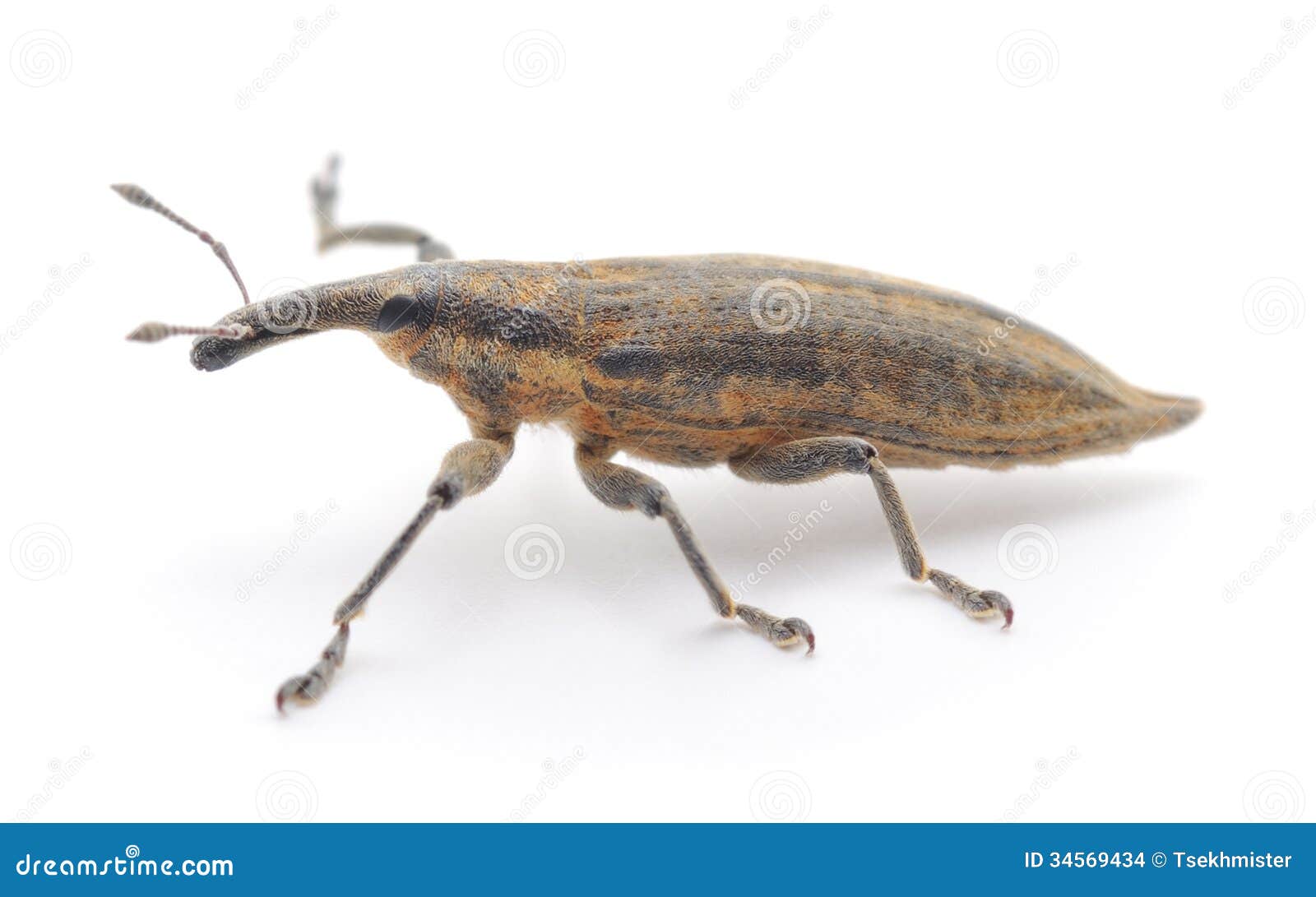 Weevil stock photo. Image of animals, snout, closeup - 34569434