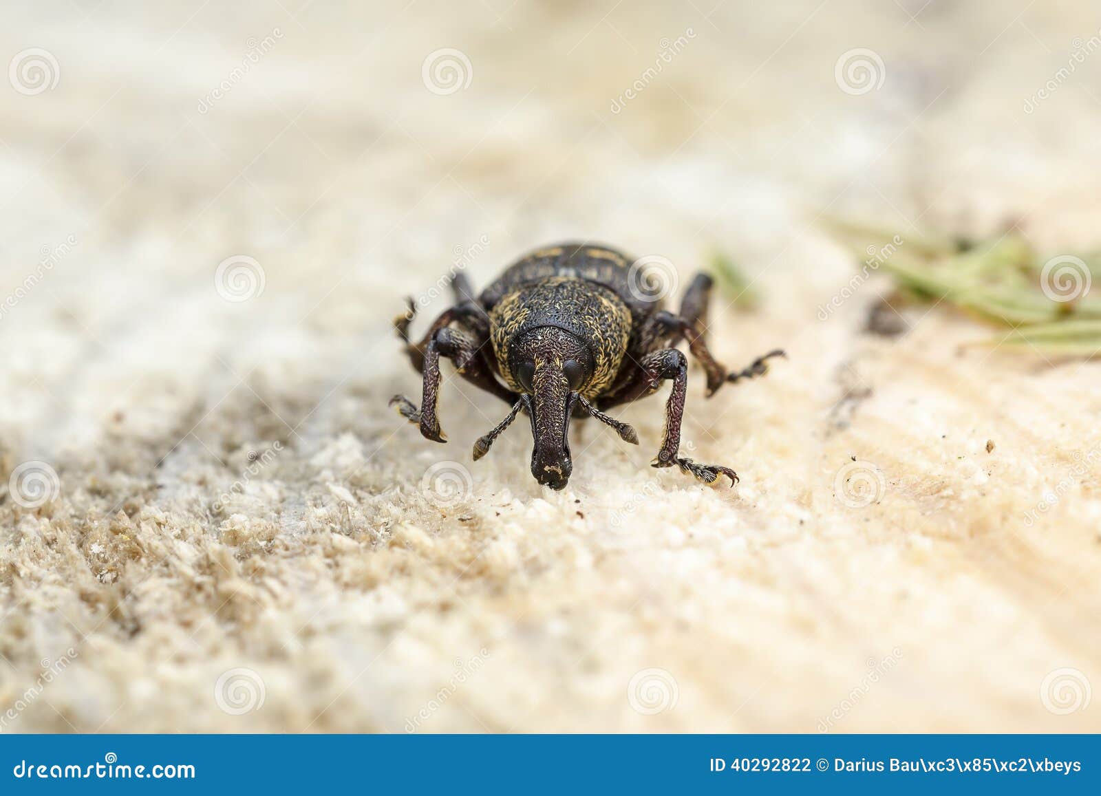 Weevil stock photo. Image of animal, detail, hylobius - 40292822