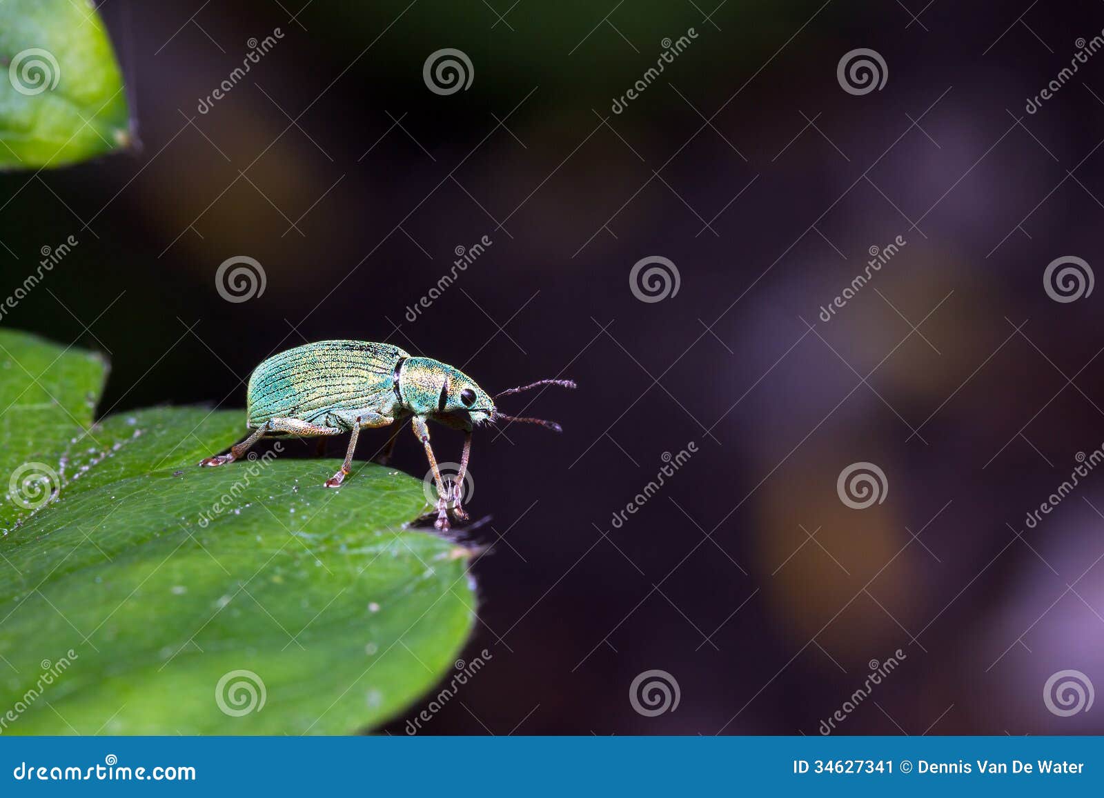 Polydrusus Sericeus, Green Immigrant Leaf Weevil, Walking In Nature ...