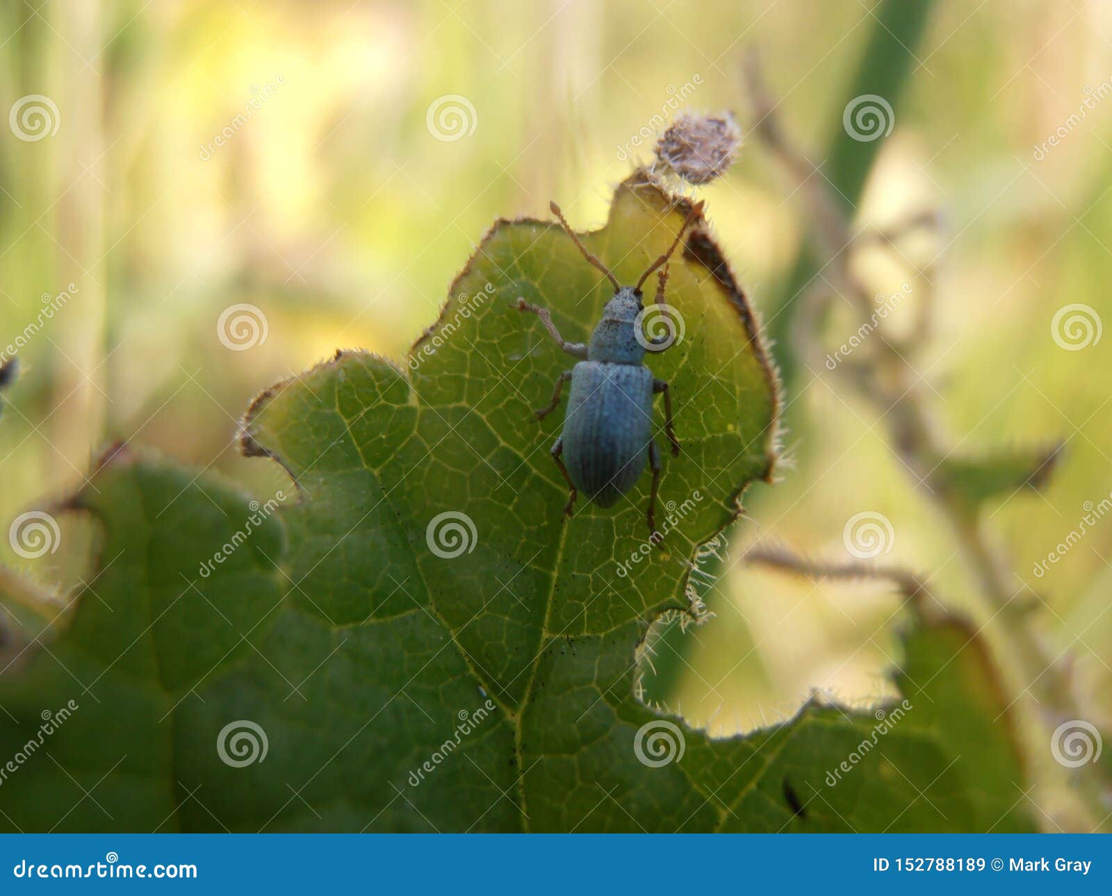 A Weevil Eating a Leaf stock image. Image of eating - 152788189