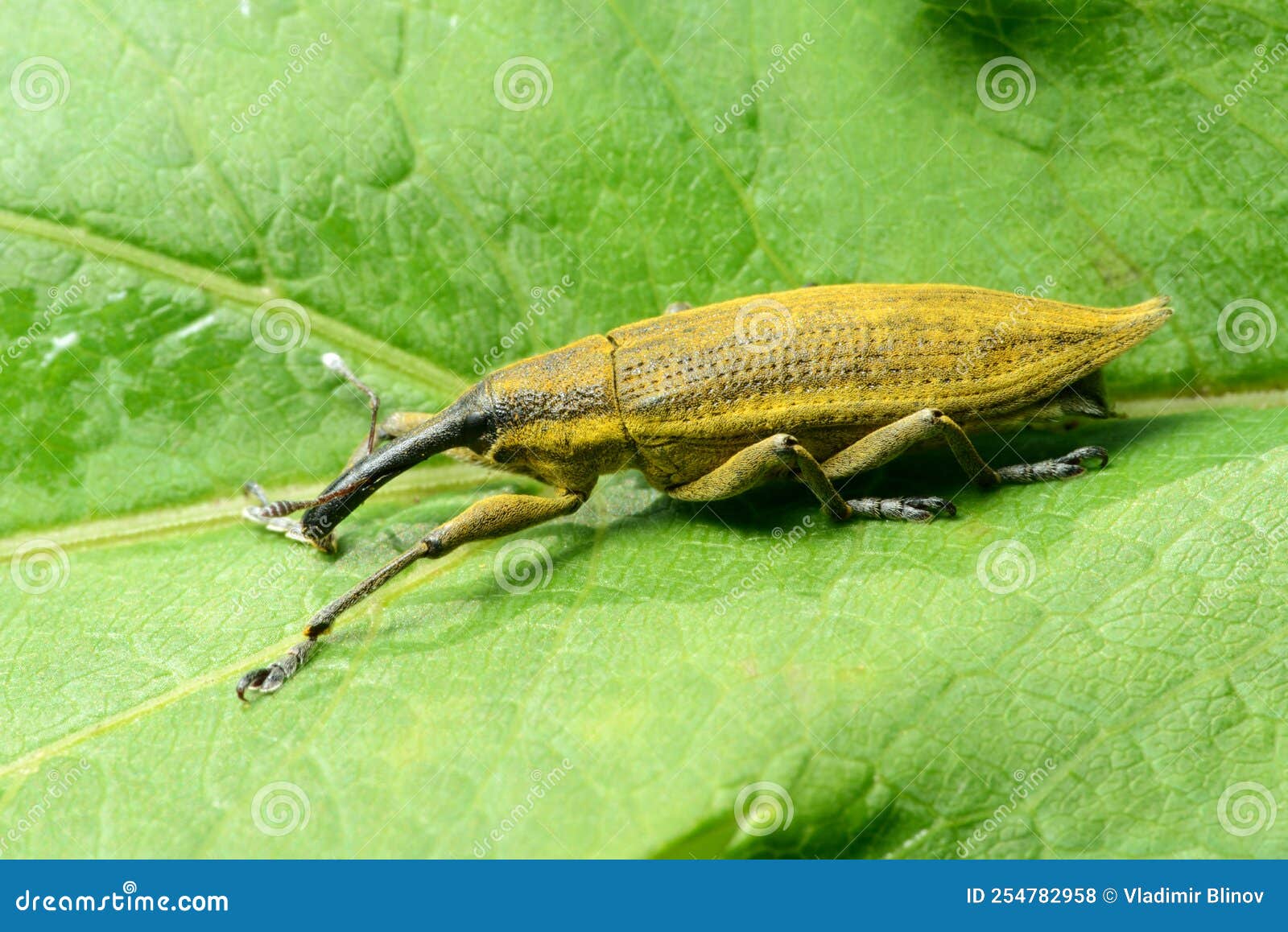 Weevil Lixus Iridis on a Plant Leaf Stock Photo - Image of insect ...