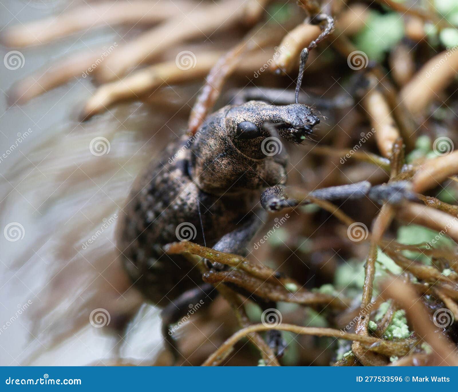 A Weevil Looking Around for Food Stock Photo - Image of looking, weevil ...