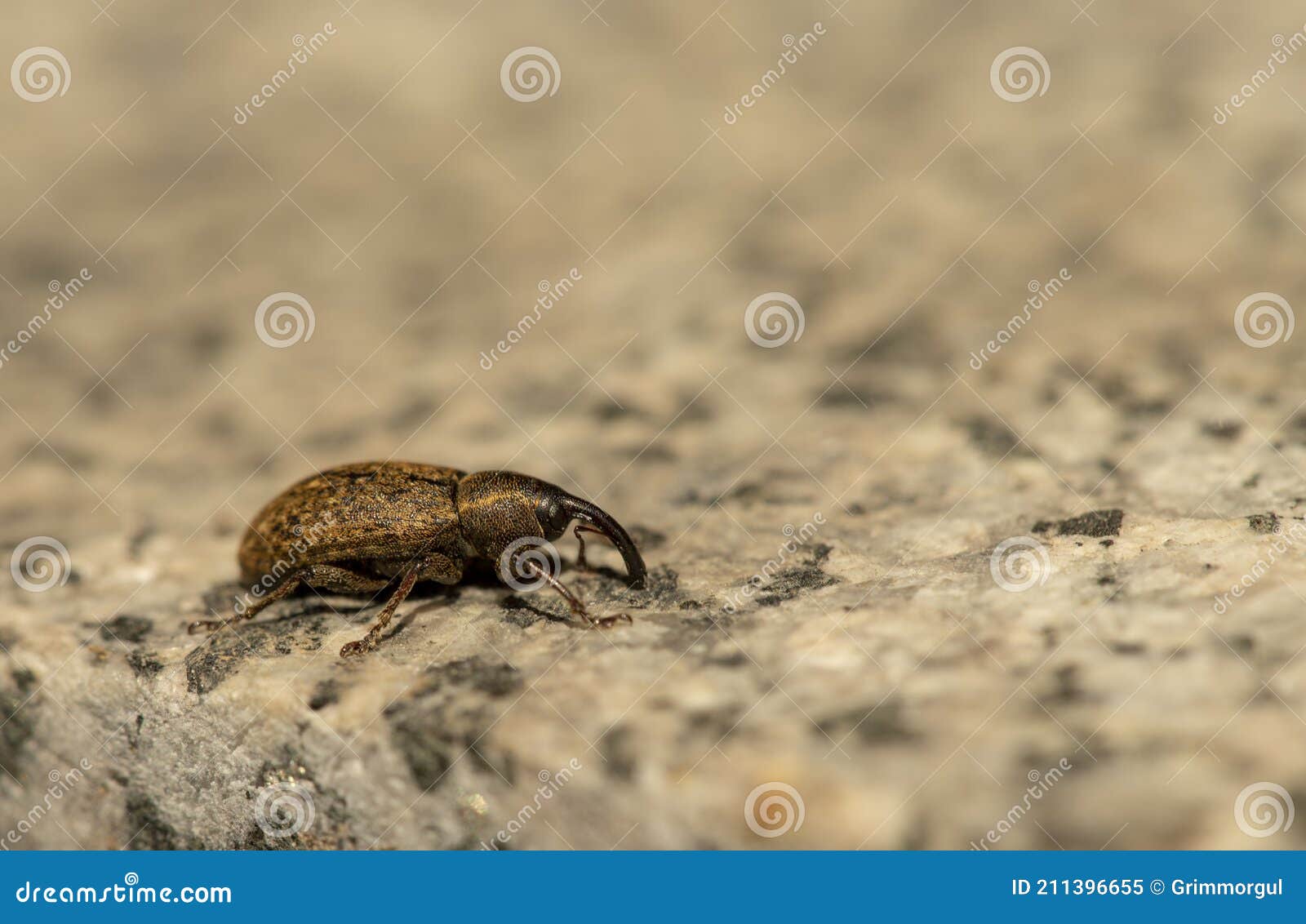 Crowling somewhere weevil stock image. Image of life - 211396655