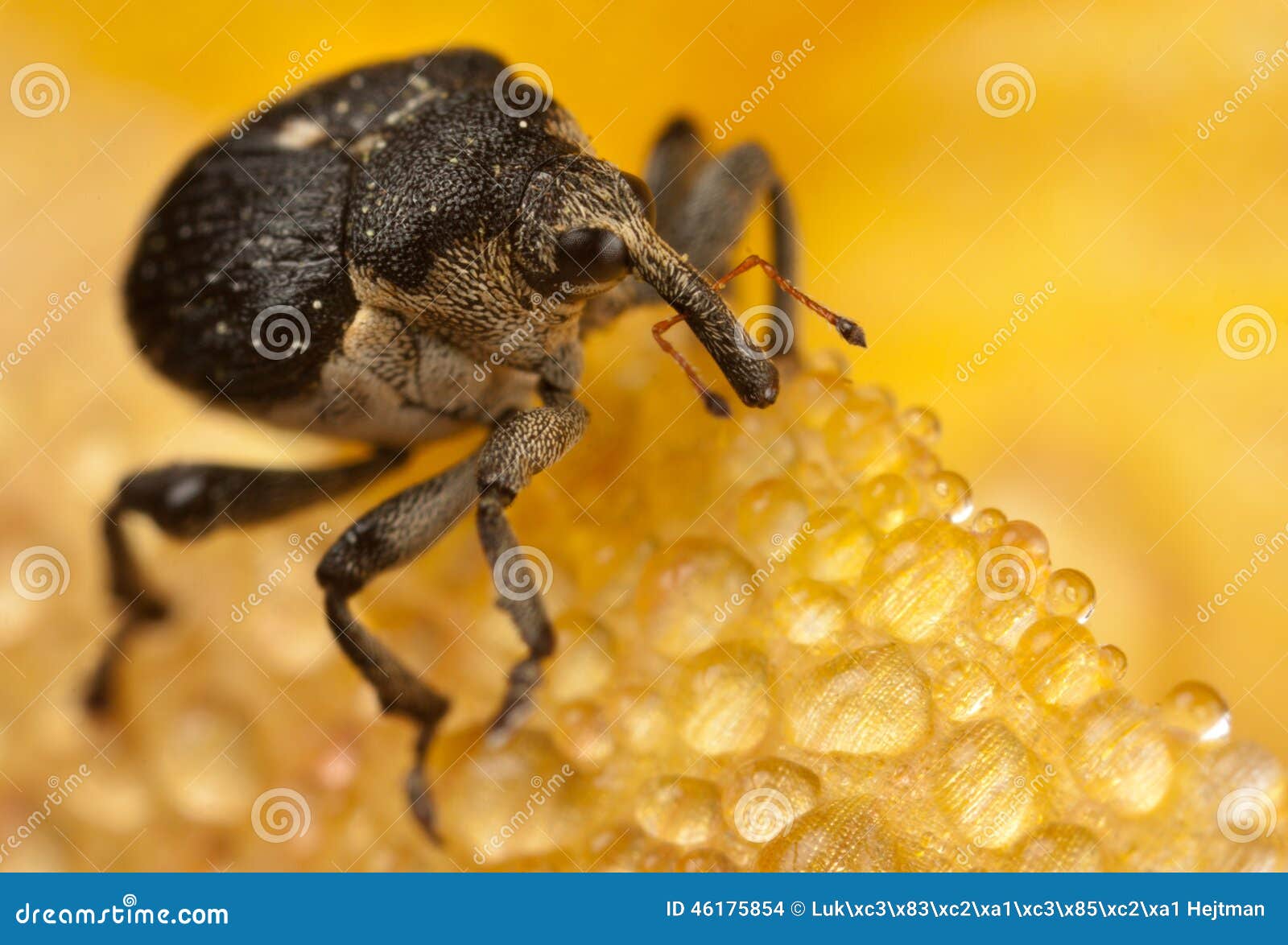 Weevil macro stock photo. Image of wildlife, agriculture - 46175854