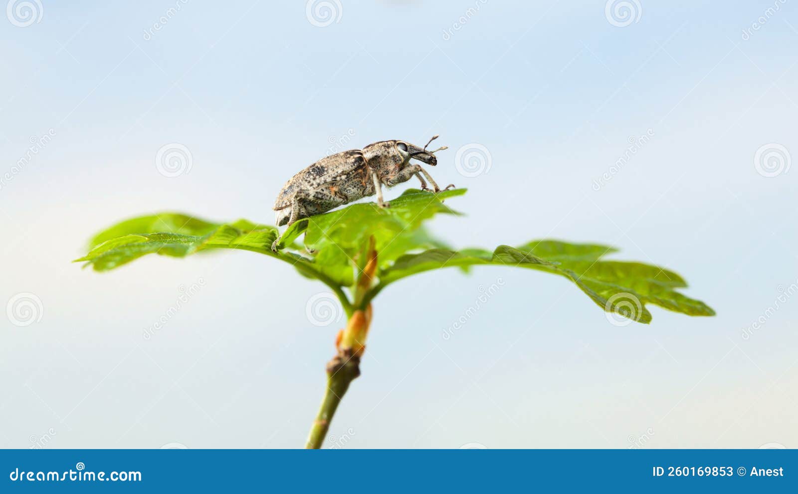 Weevil on oak twig top stock image. Image of lixus, weevil - 260169853