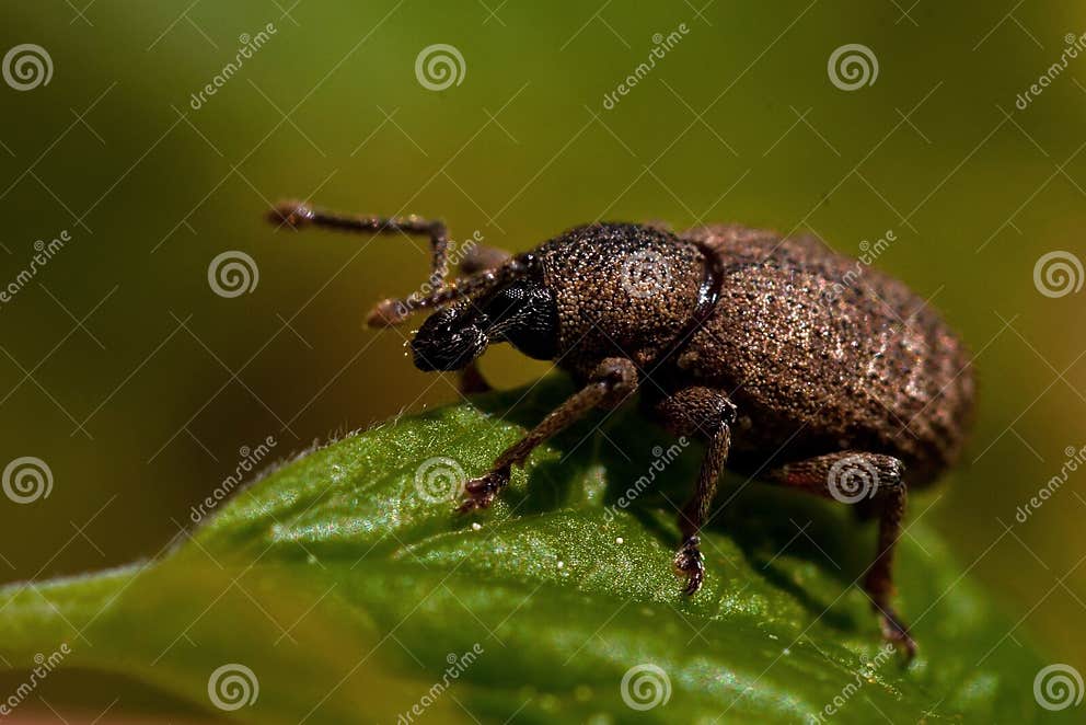 Weevil Otiorhynchus Singularis Stock Photo - Image of wildlife ...