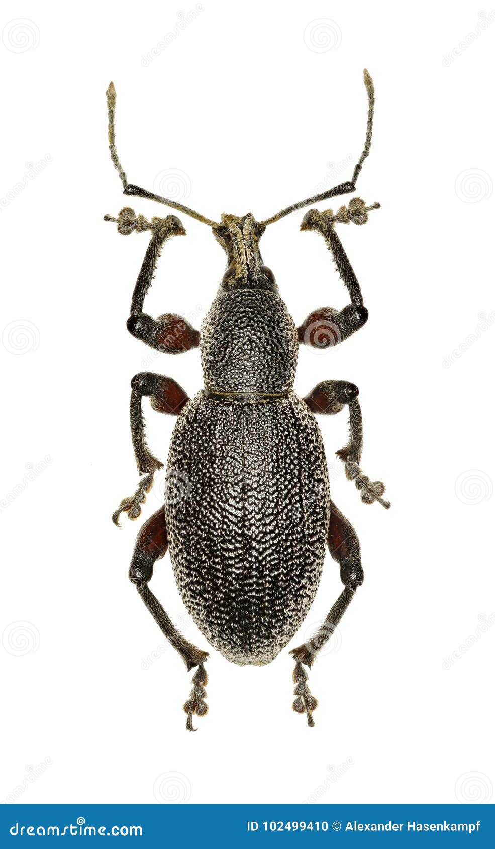 Weevil Otiorhynchus on White Background Stock Photo - Image of weevil ...