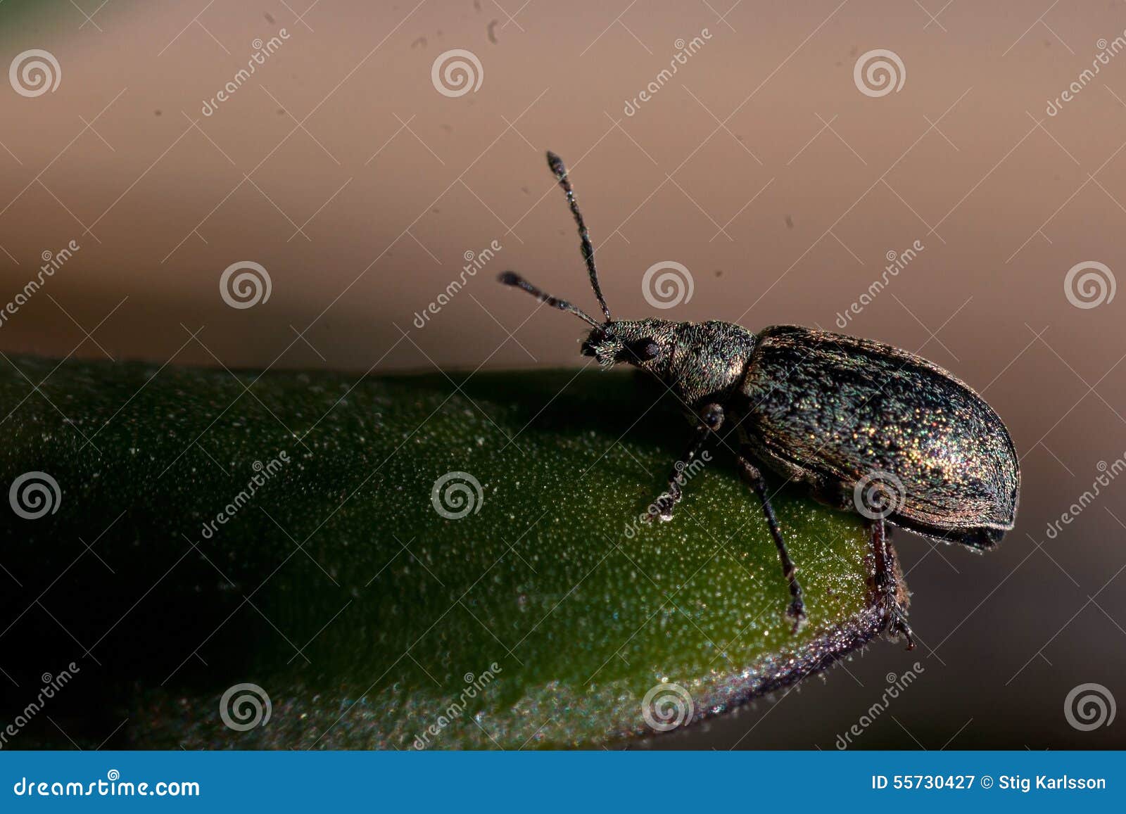Weevil Phyllobius Maculicornis Stock Image - Image of scuttle, wildlife ...