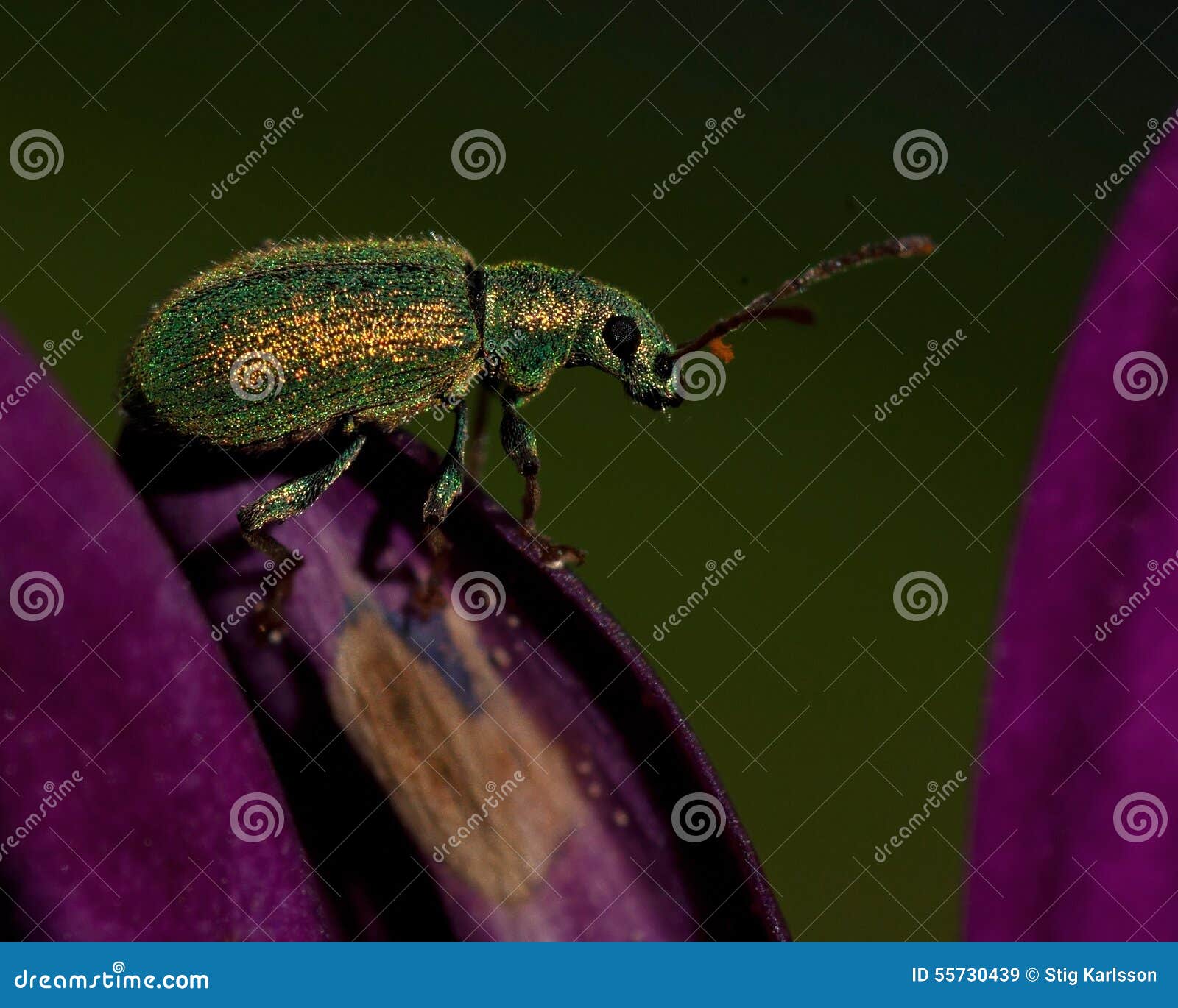 Weevil Phyllobius Maculicornis Stock Image - Image of antennae ...