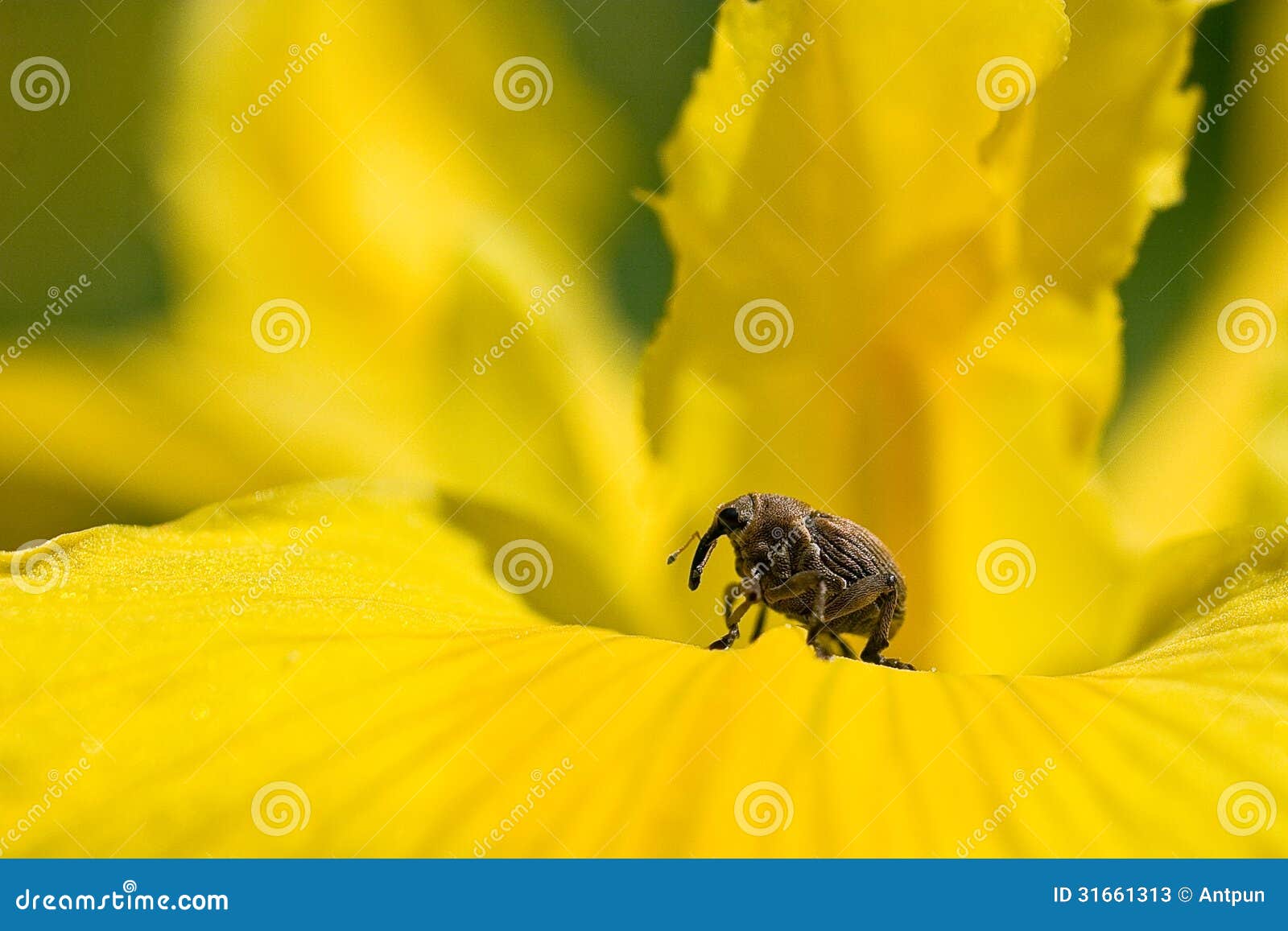 Weevil stock image. Image of antenna, weevil, plague - 31661313