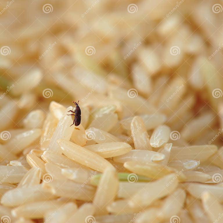 Weevil in rice stock image. Image of macro, insects, insect - 34327393