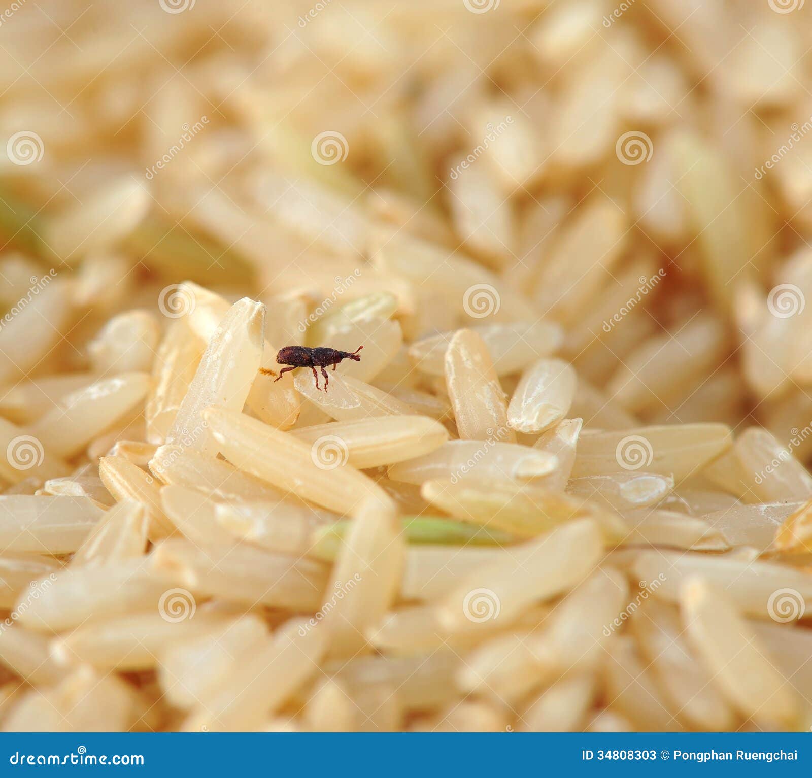 Weevil in rice stock image. Image of macro, insect, seed - 34808303