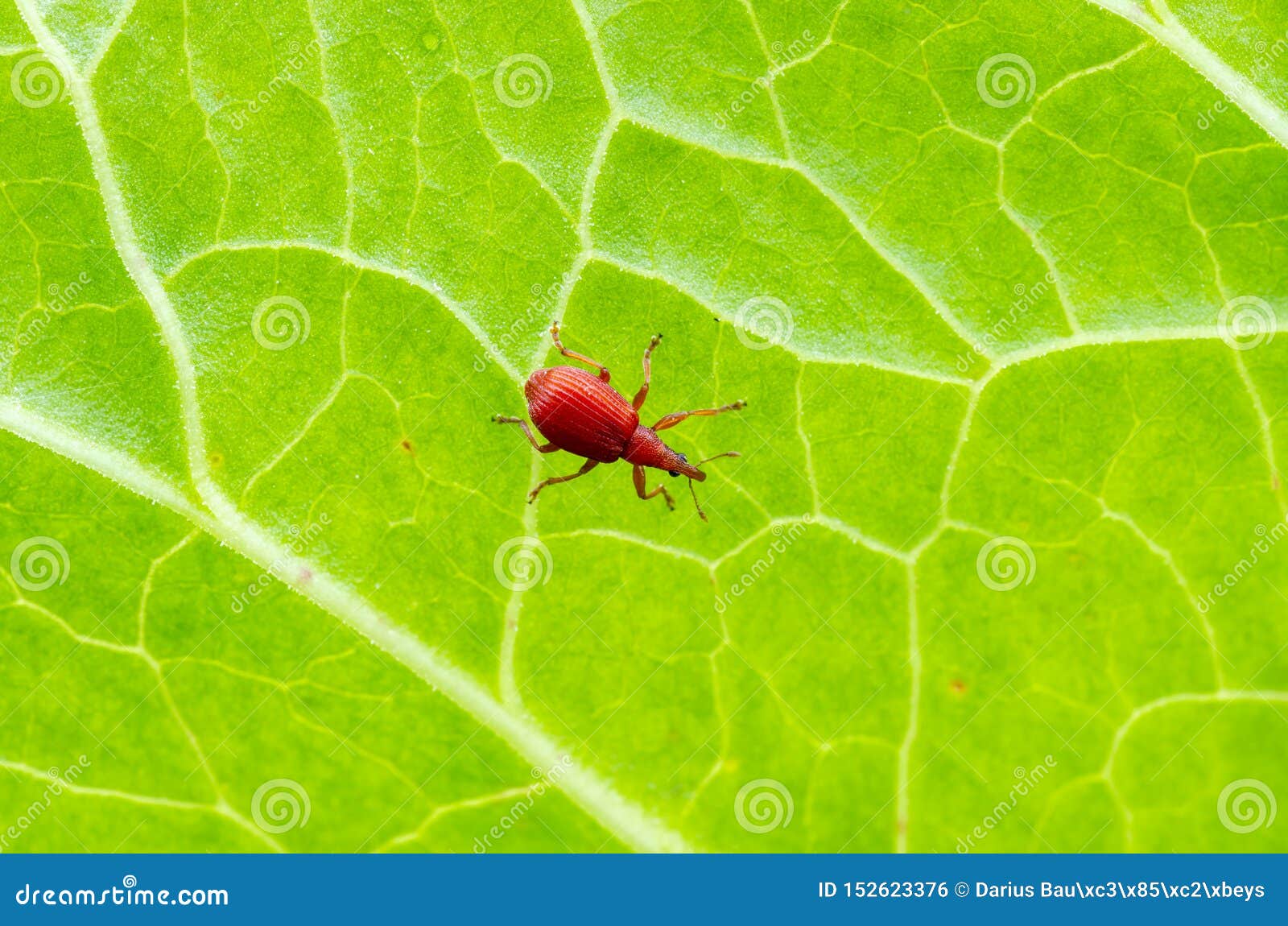 Weevil Sitting on Leaf in Grass Stock Photo - Image of wild, species ...