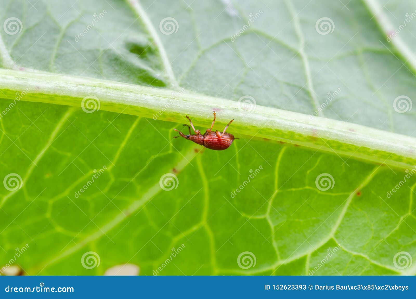 Weevil Sitting on Leaf in Grass Stock Image - Image of grass, nature ...