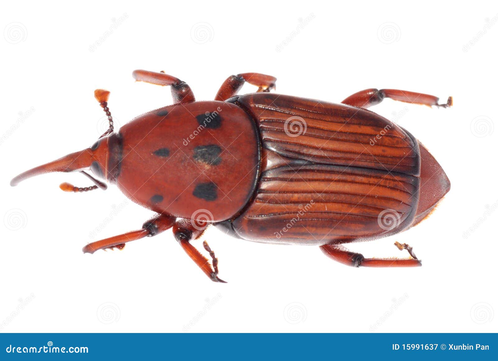 Weevil snout beetle stock image. Image of abietis, living - 15991637