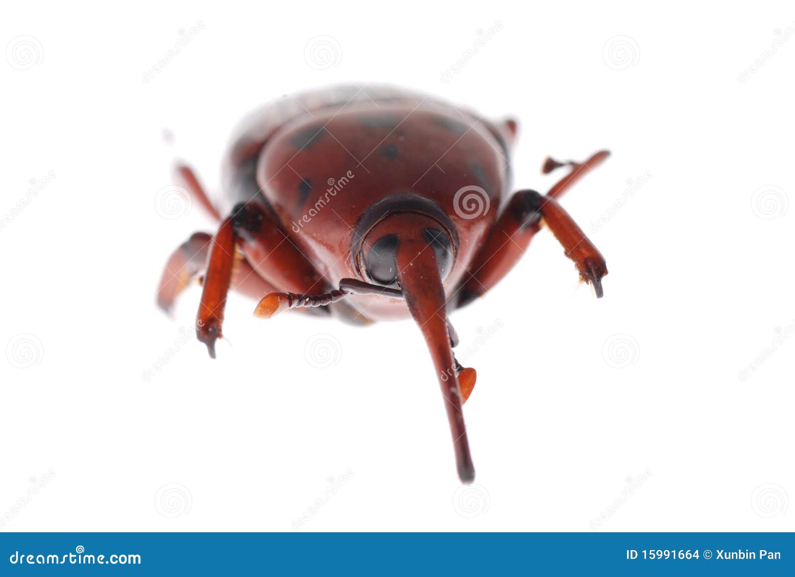 Weevil snout beetle stock photo. Image of brown, closeup - 15991664