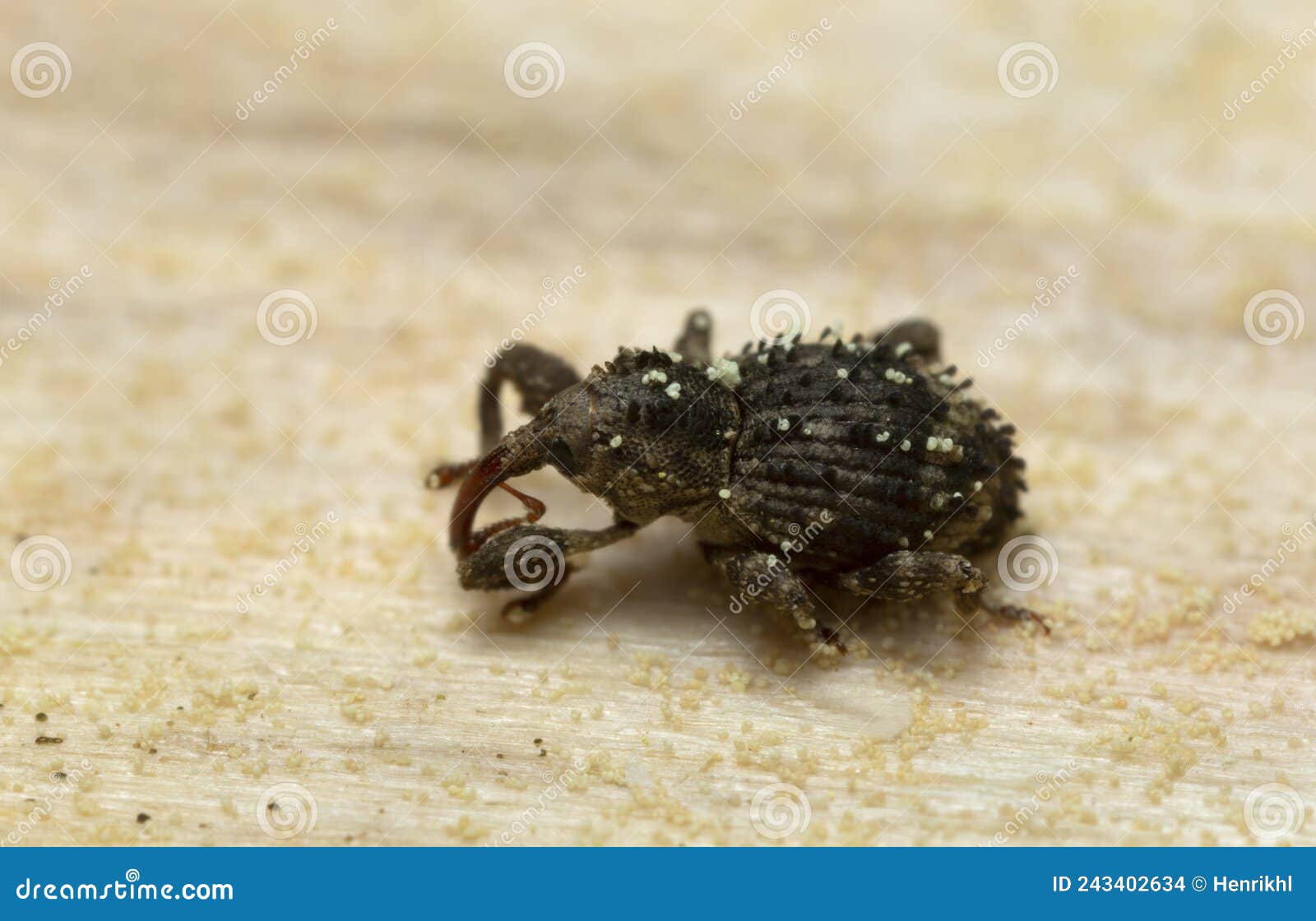 Weevil, Trachodes Hispidus on Wood Stock Photo - Image of wood ...