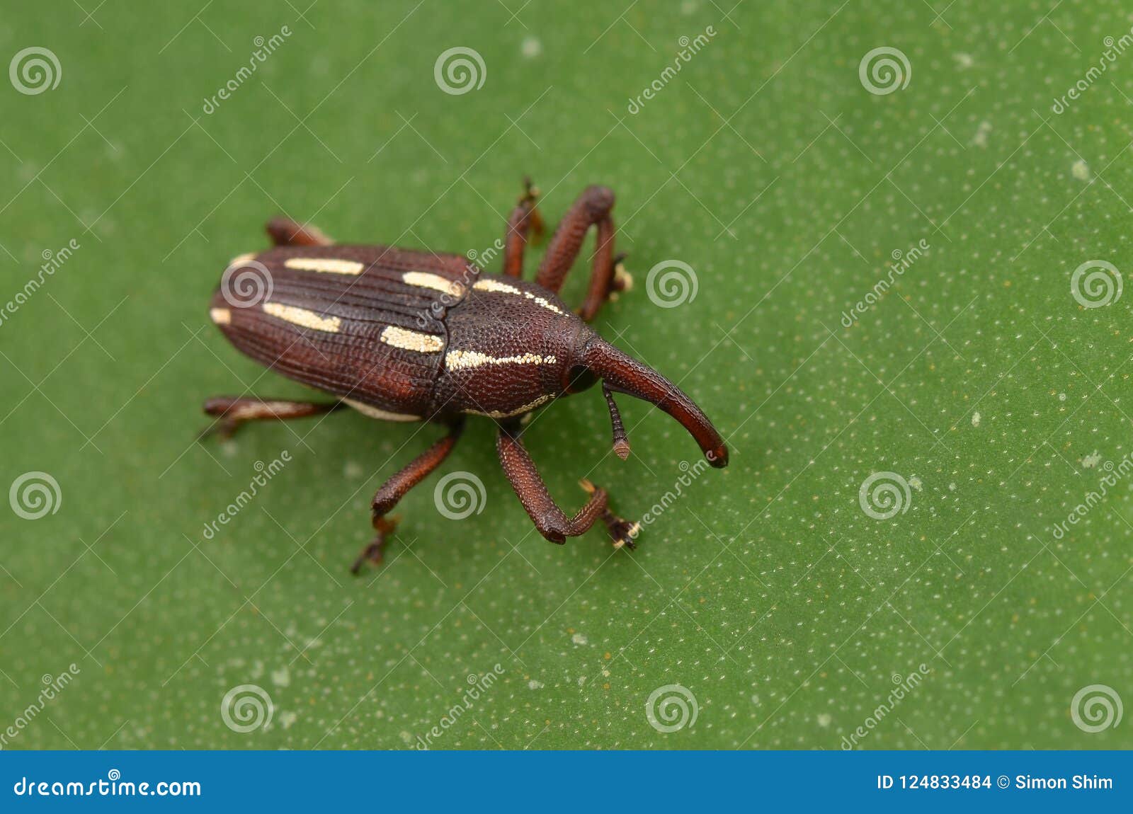 A Cute Weevil on Green Leaf Stock Photo - Image of nose, natural: 124833484