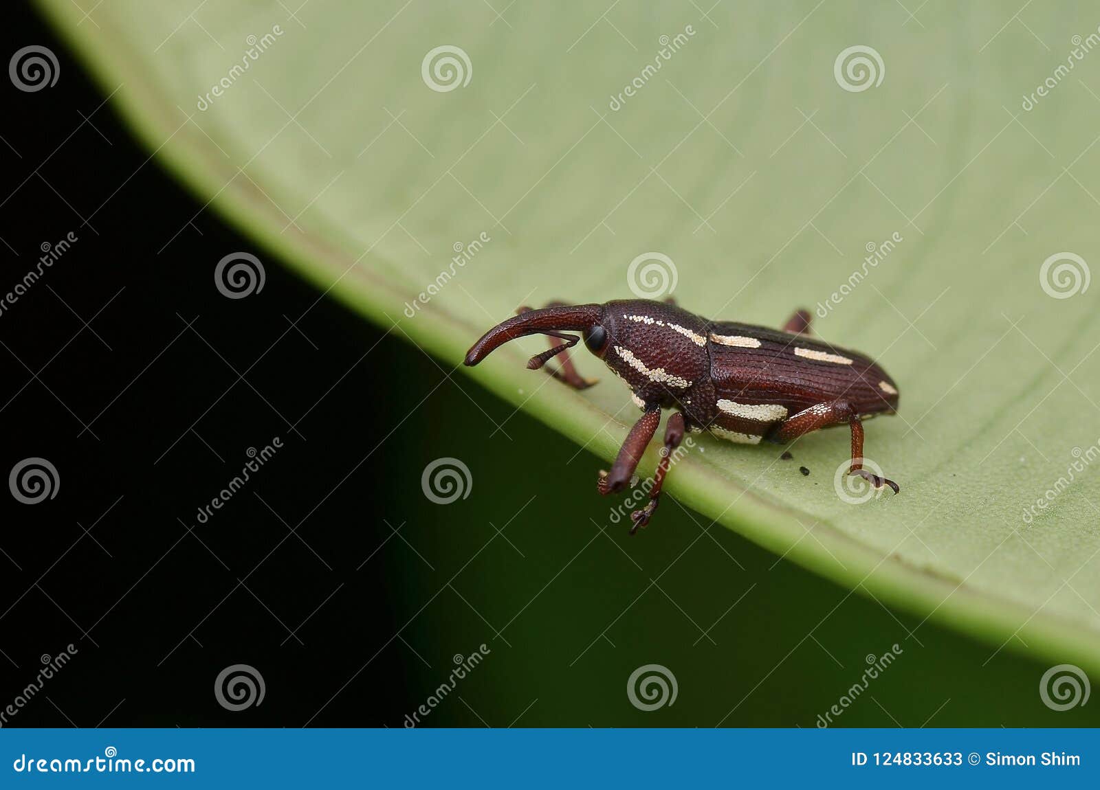 A Cute Weevil on Green Leaf Stock Image - Image of beetle, bizarre ...
