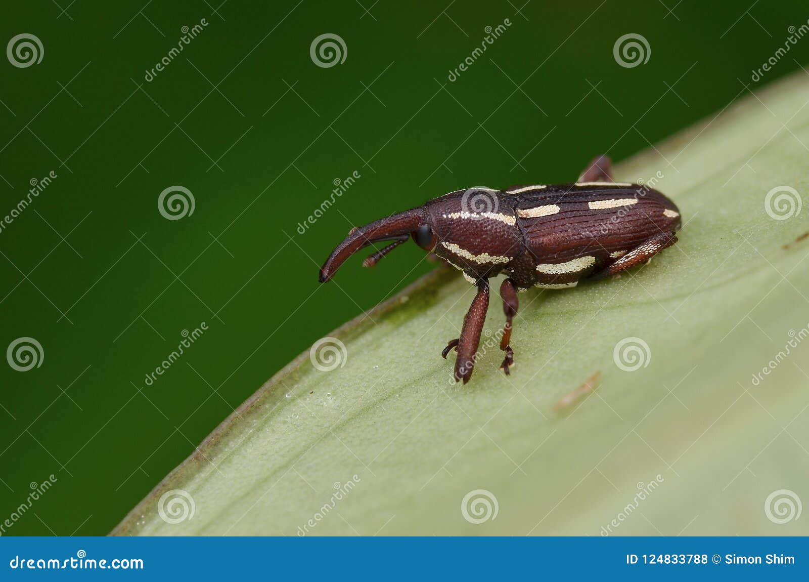 A Cute Weevil on Green Leaf Stock Photo - Image of coleoptera, leaf ...
