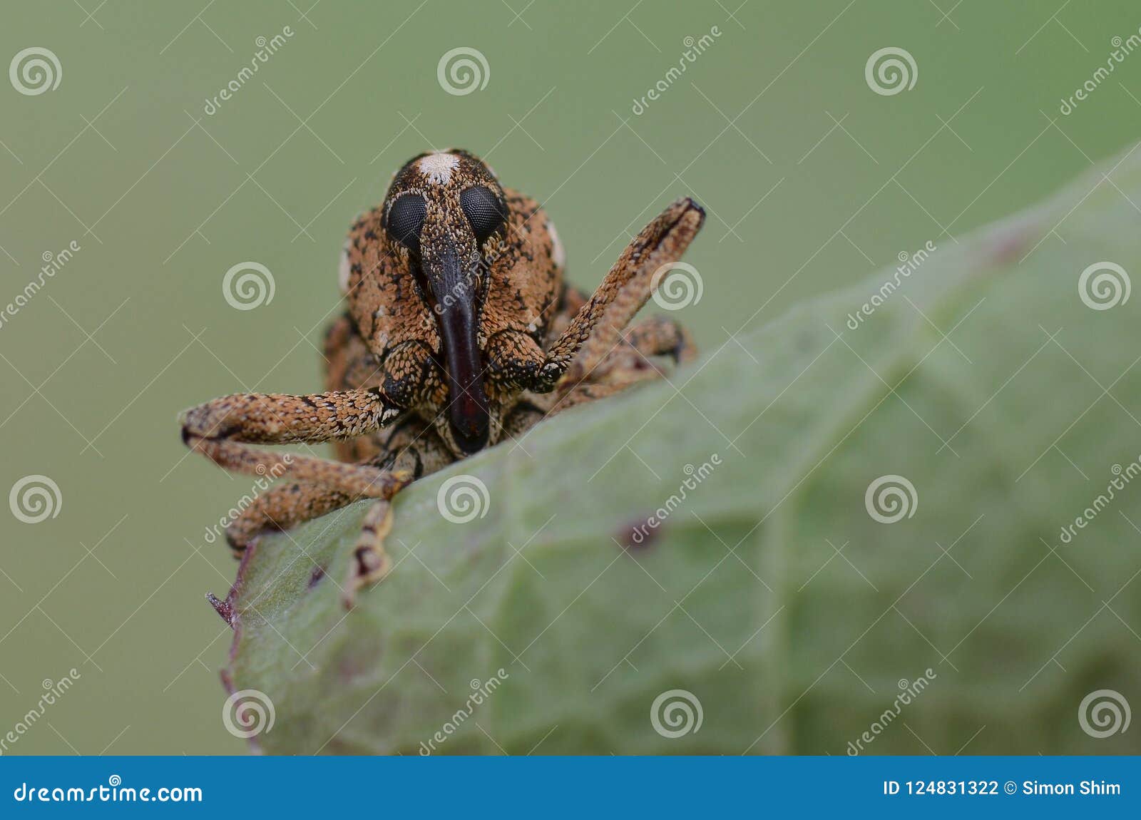 Macro Image of a Cute Weevil on Green Leaf Stock Photo - Image of ...