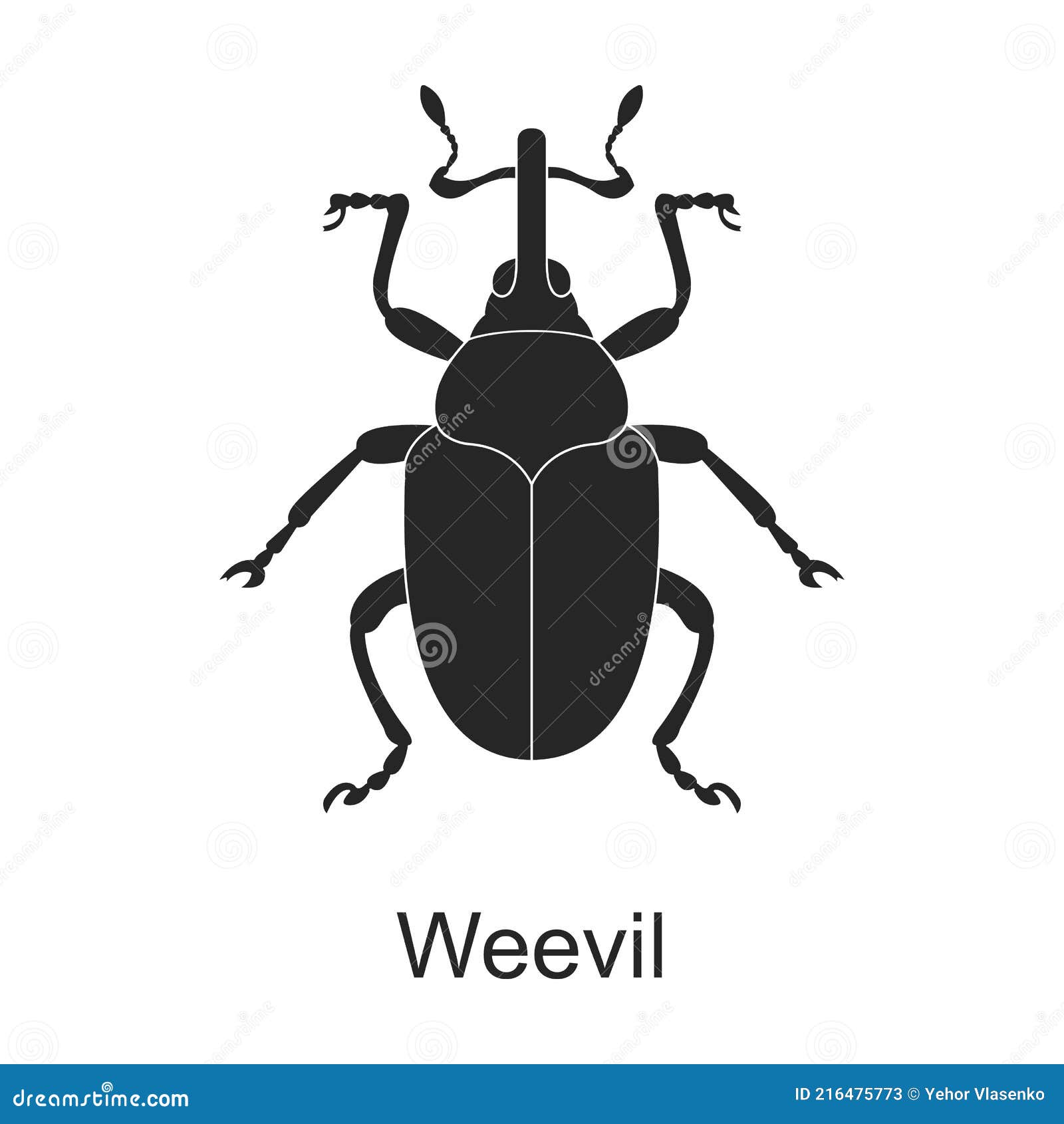 Weevil Illustration, Drawing, Engraving, Ink, Line Art, Vector ...