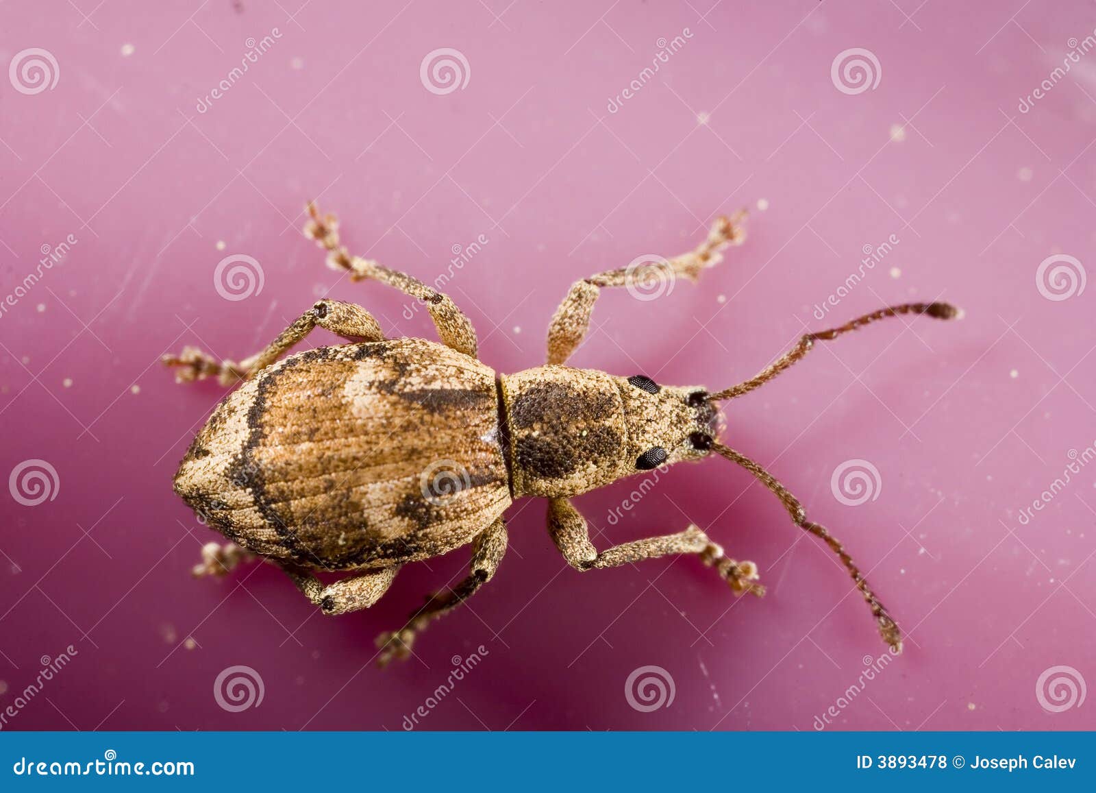 Weevil viewed from the top stock photo. Image of antenna - 3893478