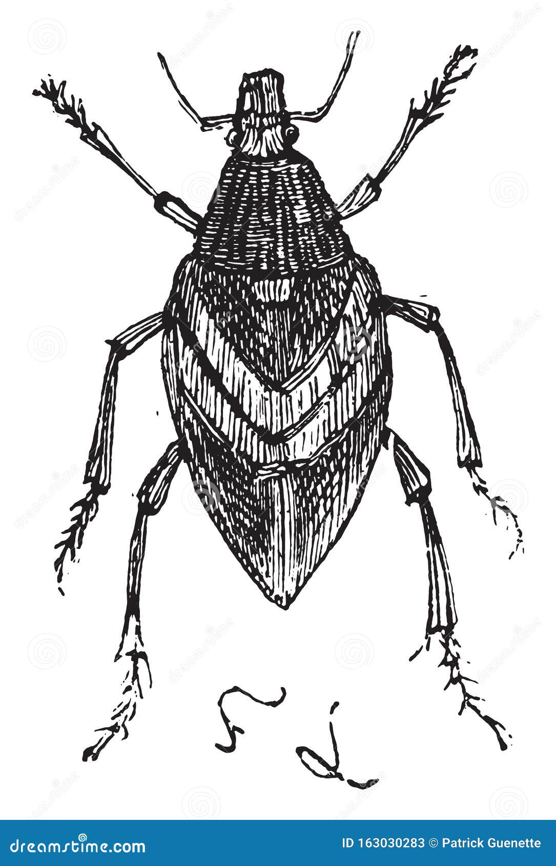 Weevil, Vintage Engraving Cartoon Vector | CartoonDealer.com #163030283