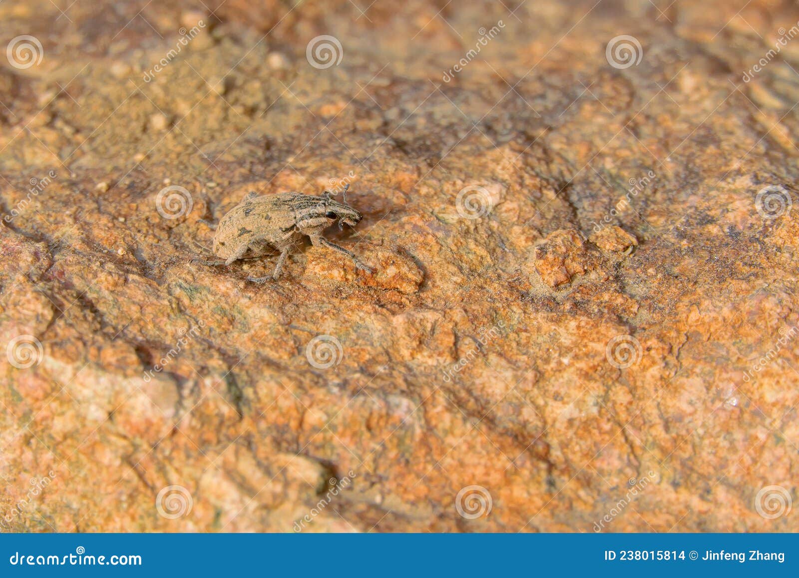 Weevil stock photo. Image of lateral, zyzzyva, snout - 238015814
